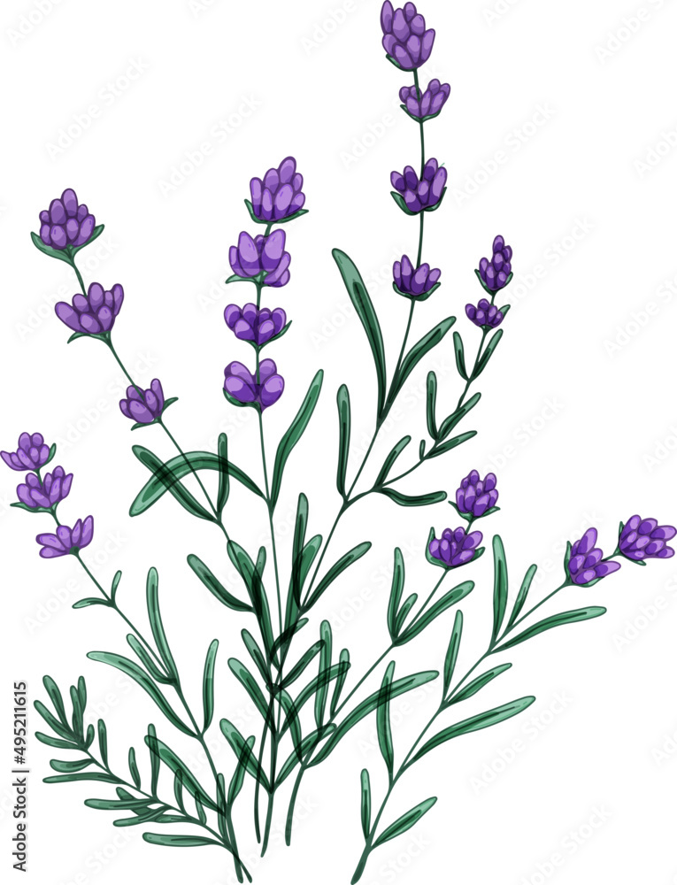 Bunch of French Provence Lavender Flowers Hand Drawn Illustration Stock ...
