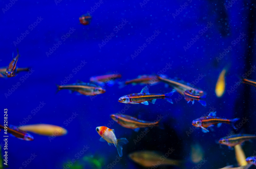 The rainbow shiner (Notropis chrosomus) is a North American species of ...