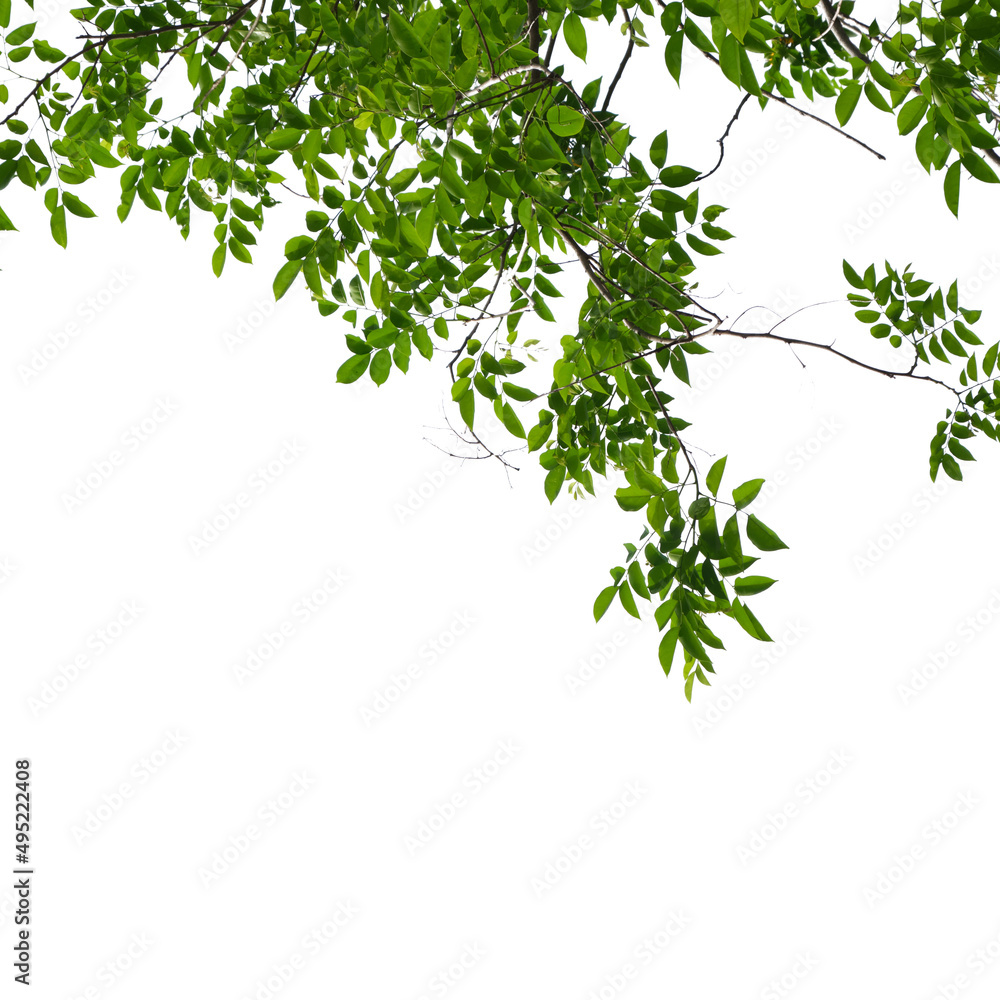 Green tree branch isolated on white background Stock Photo | Adobe Stock
