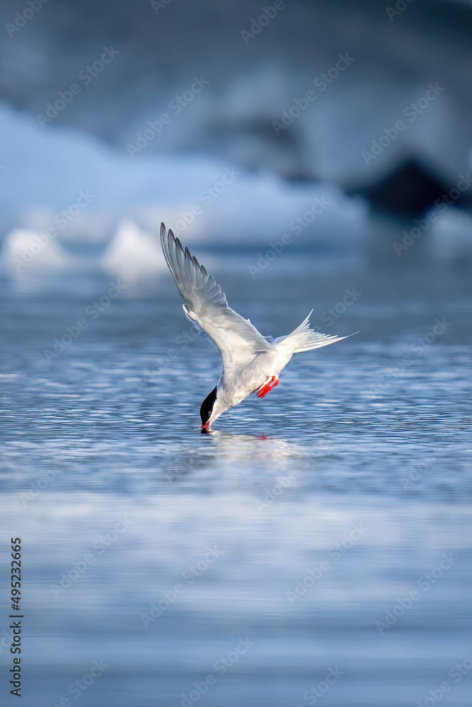 Antarctic tern dives for fish in sea Stock Photo | Adobe Stock