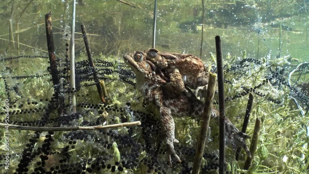 Common toad (Bufo bufo) pair is lying on the bottom of clear-watered ...