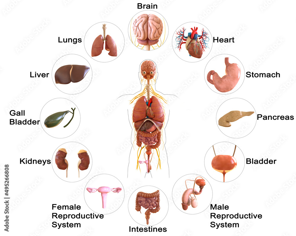 Human body internal organs anatomy 3D Rendering Stock Illustration ...