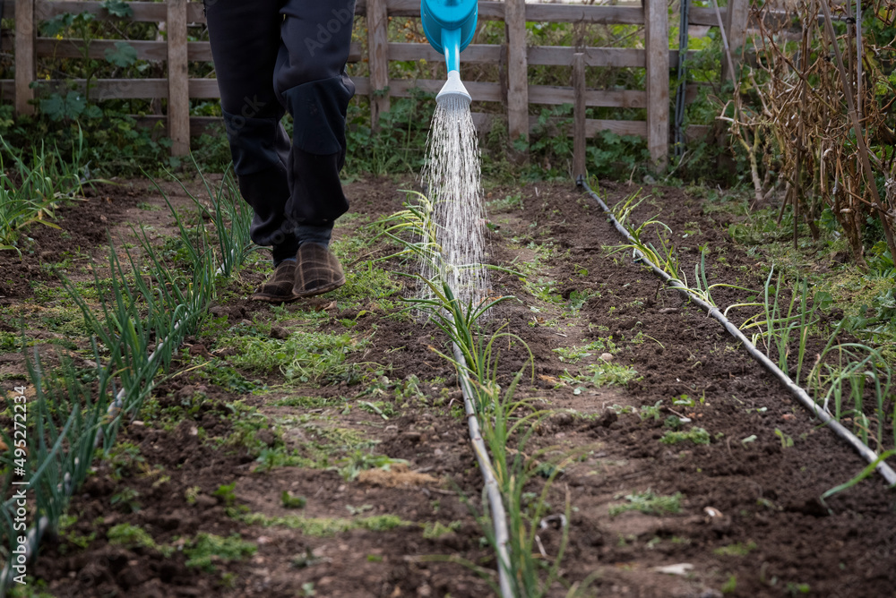 Regando un huerto urbano y ecológico para obtener verduras de manera ...