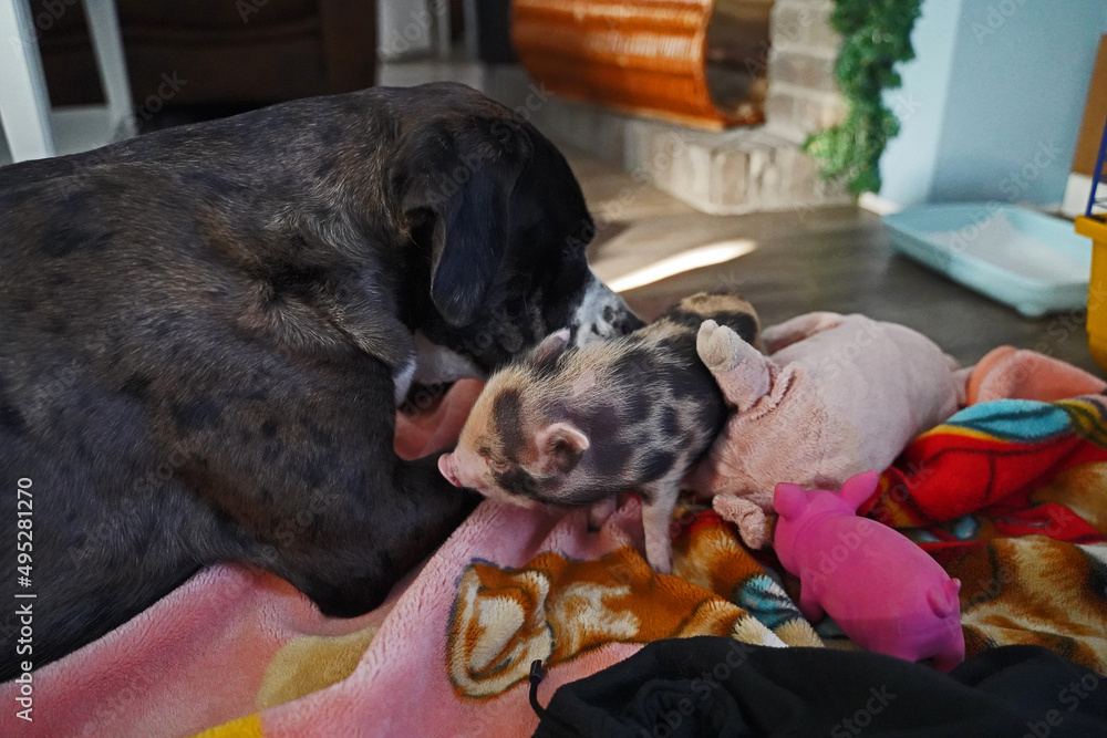 Great Dane - Boxer mix Floki and the little baby mini pig Stock Photo ...