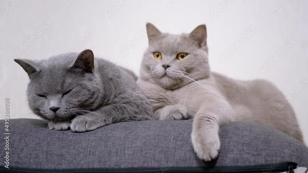Two Sleepy Falling Asleep Gray Fluffy Cats Lie on a Soft Pillow in the ...