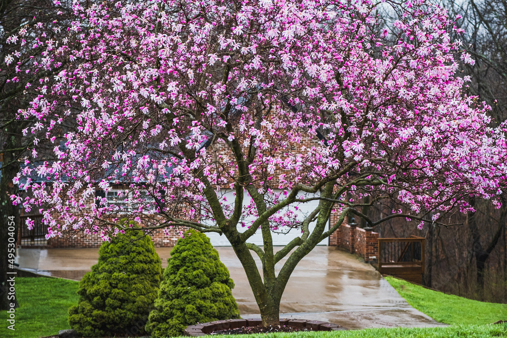 Colorful view of blooming magnolia tree in the rain in front yard in ...
