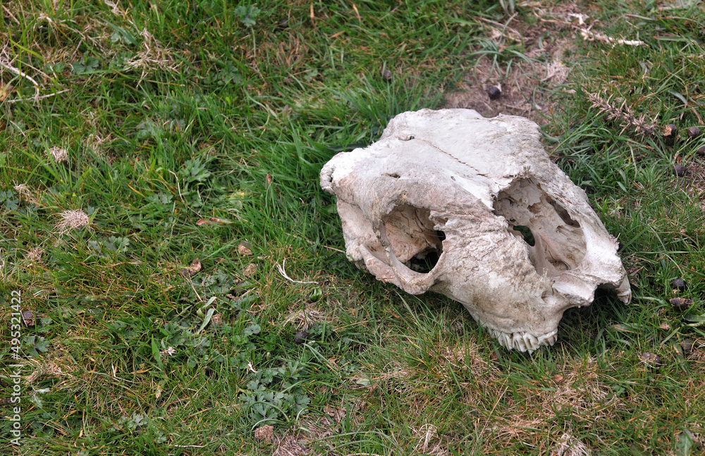 Parte de uma caveira de um cavalo no chão de um trilho de montanha ...