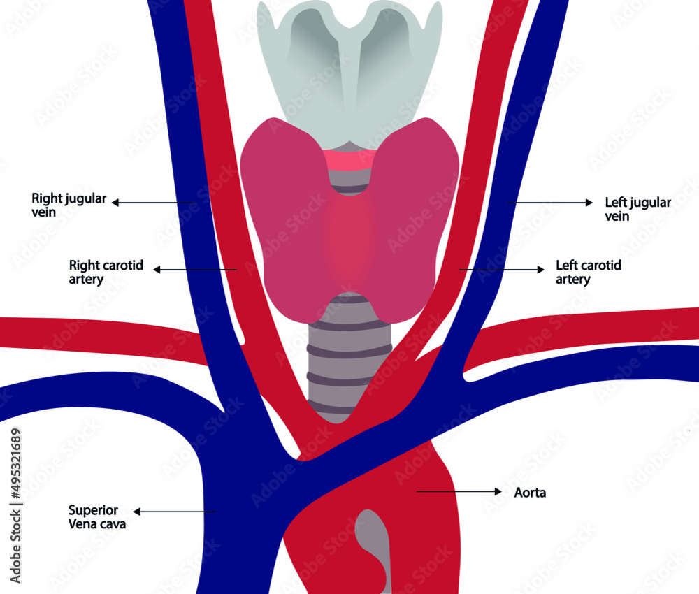 Neck anatomy illustration. Artery and Vein vessel in the neck region ...