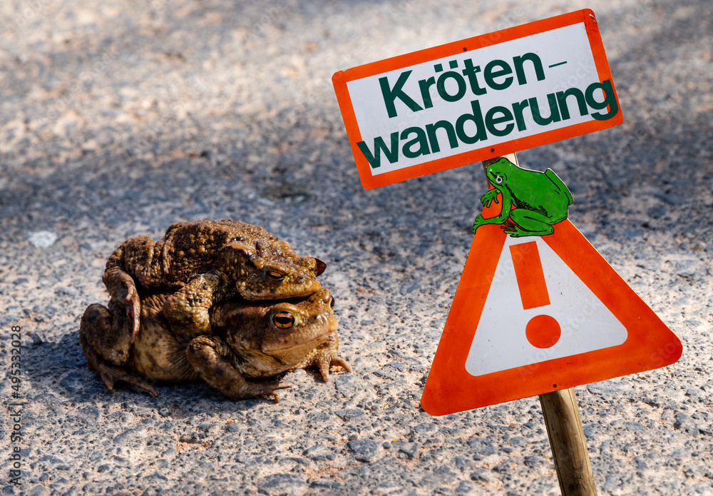 Two mating toads in spring. Warning sign frog, toad migration and save ...