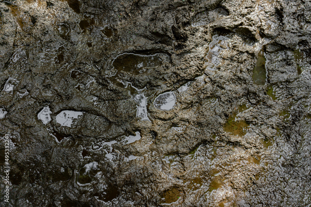 Muddy prints texture in the middle of the forest with water shining in ...