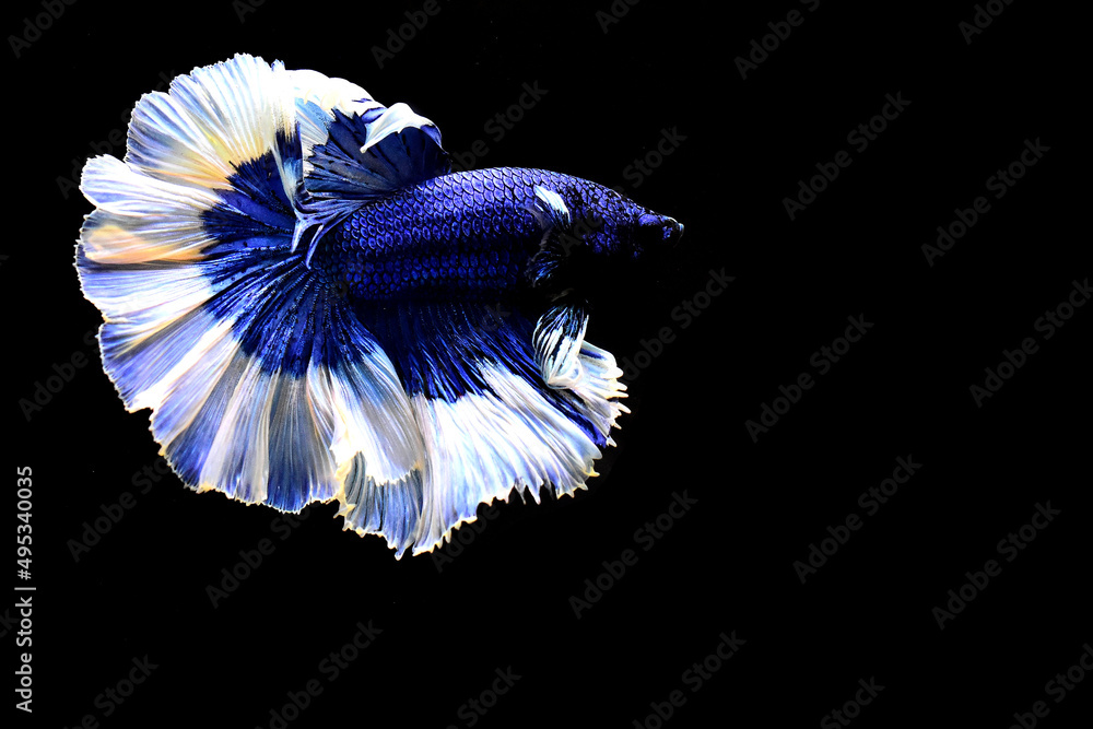Betta fish blue butterfly halfmoon, Siamese fighting fish on isolated ...