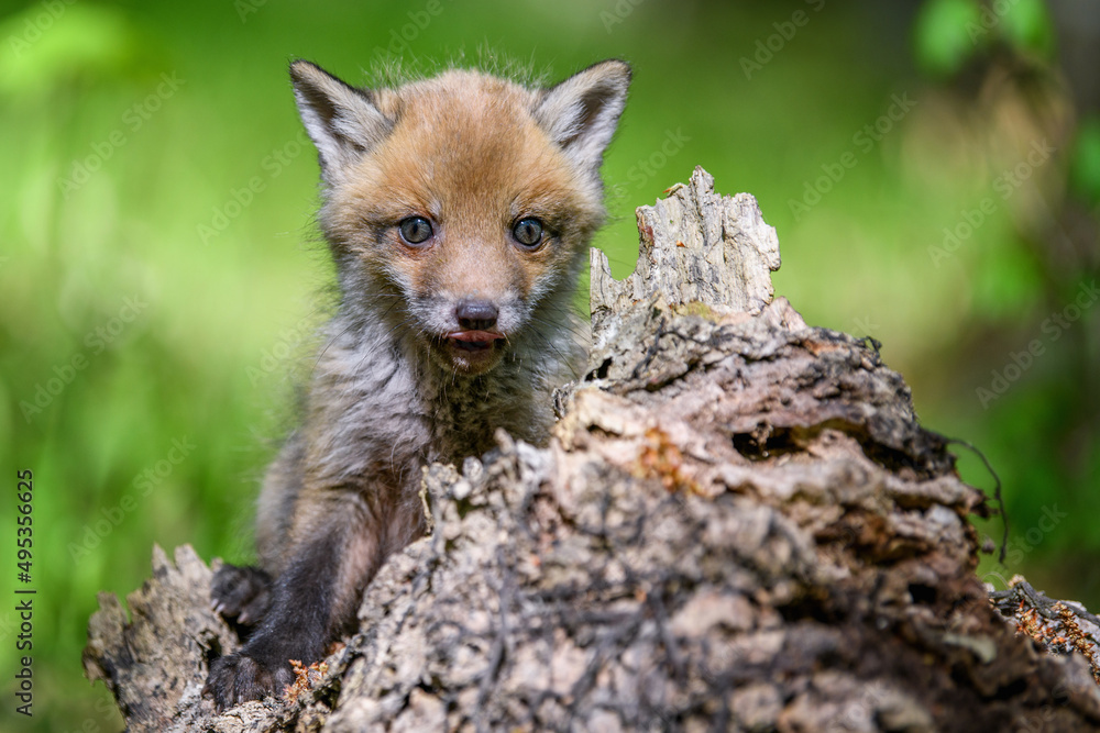 Red fox, vulpes vulpes, small young cub in forest. Cute little wild ...