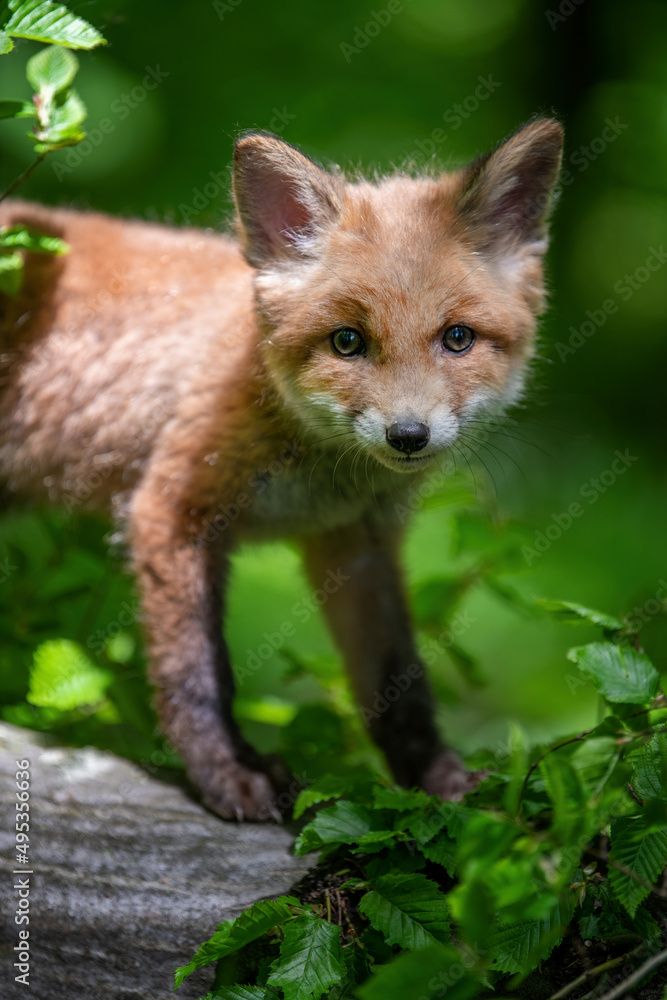 Red fox, vulpes vulpes, small young cub in forest. Cute little wild ...