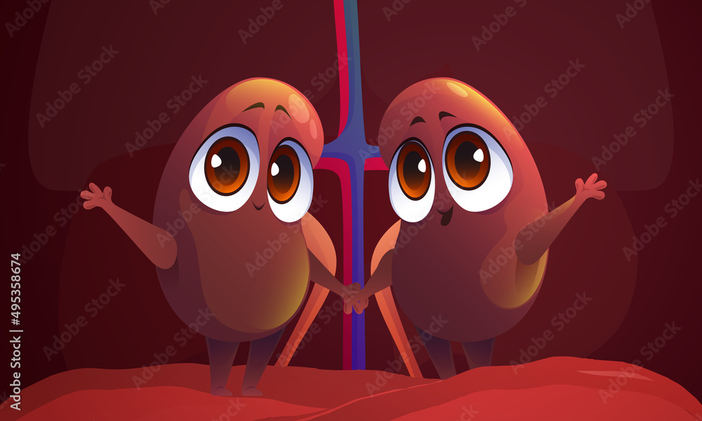 Cute characters of kidneys, human internal organs for dialysis and ...