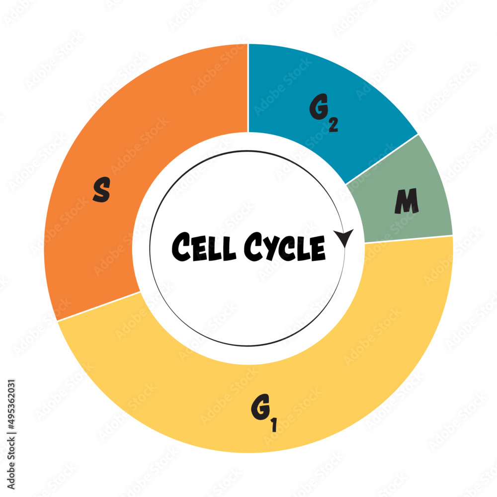 Phases of the cell cycle Stock Vector | Adobe Stock