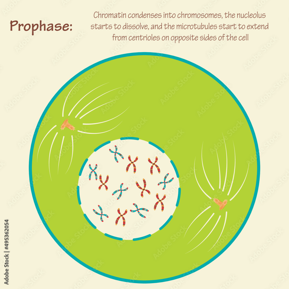 Prophase of the cell cycle Stock Vector | Adobe Stock