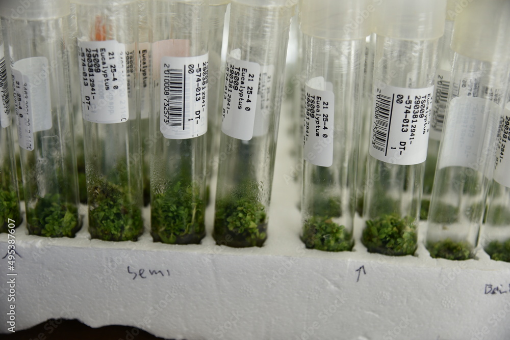 The process of plant production from tissue culture in the Laboratory ...