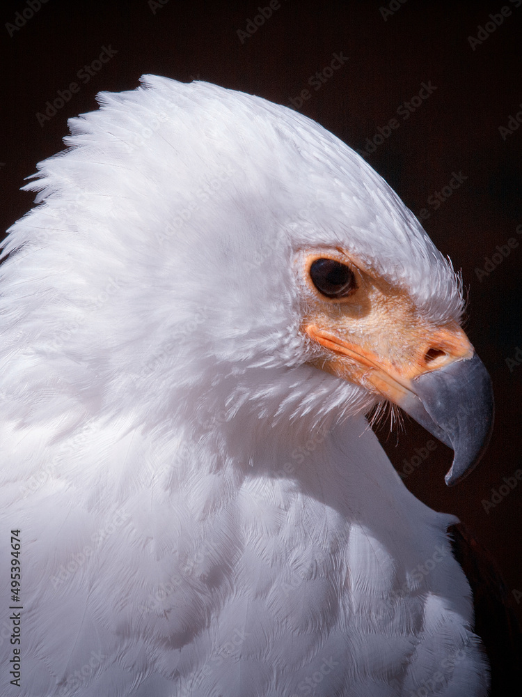 Silhouette of a bird of prey (buzzard) and a dry tree against mountains ...
