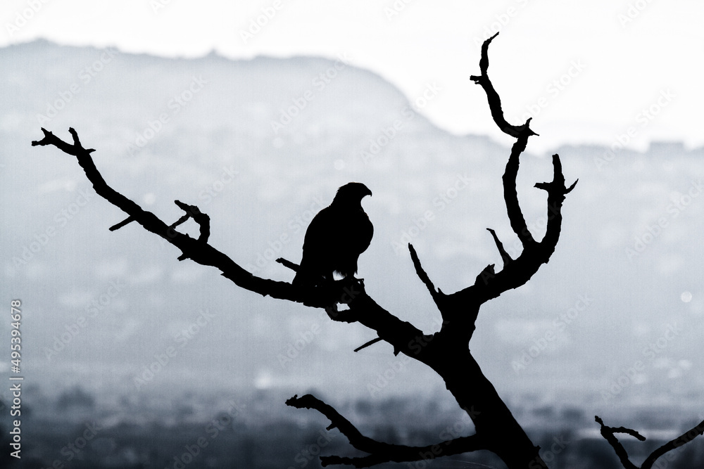 Silhouette of a bird of prey (buzzard) and a dry tree against mountains ...