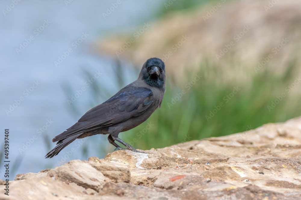 House crow, Corvus splendens in Sharm El-sheikh Stock Photo | Adobe Stock