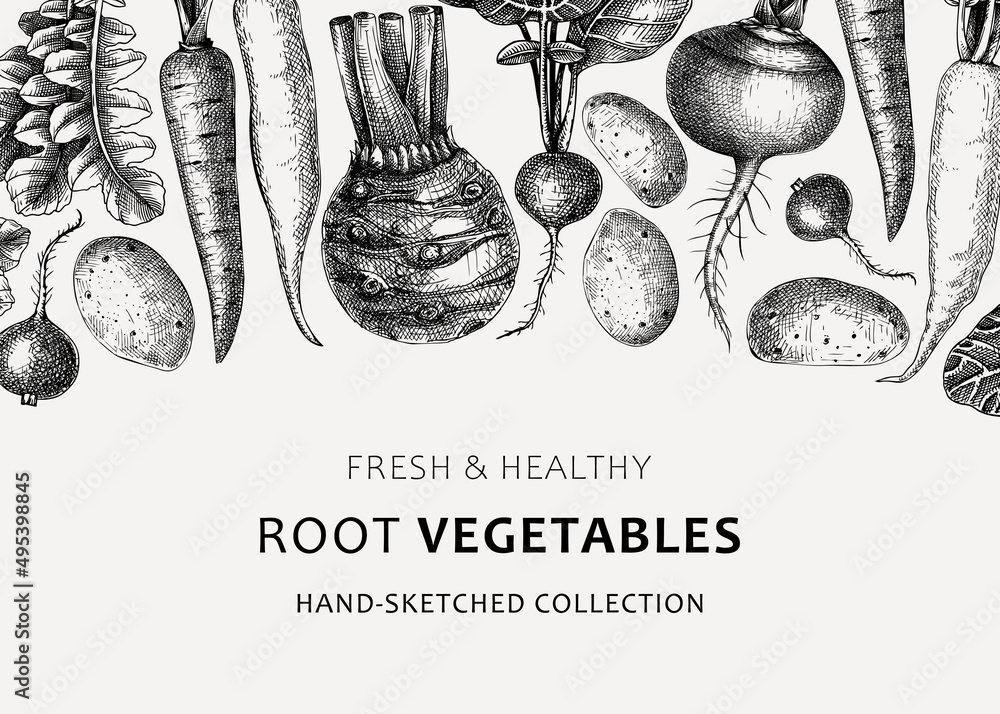 Fresh root vegetables background. Root plants sketches design. Garden ...