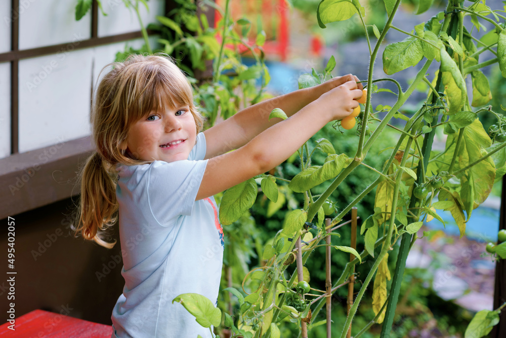 Little preschool girl picking ripe tomatoes in domestic garden and ...