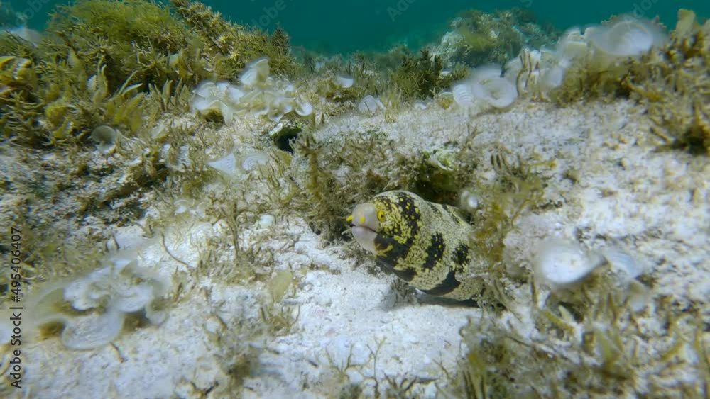 Moray eel peeking out of a burrow in a coral reef covered with algae ...