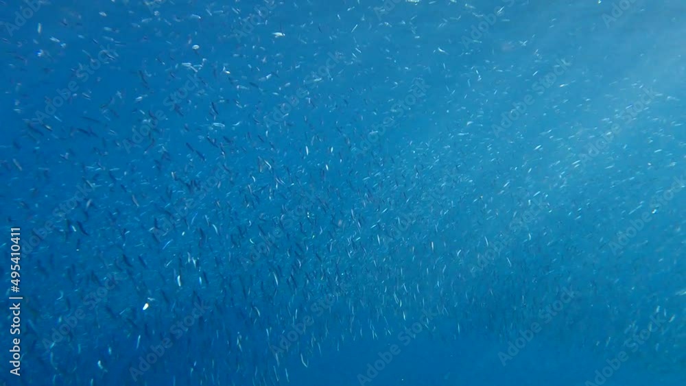 Massive school of small fish swim in the blue water in sunlights. Shoal ...