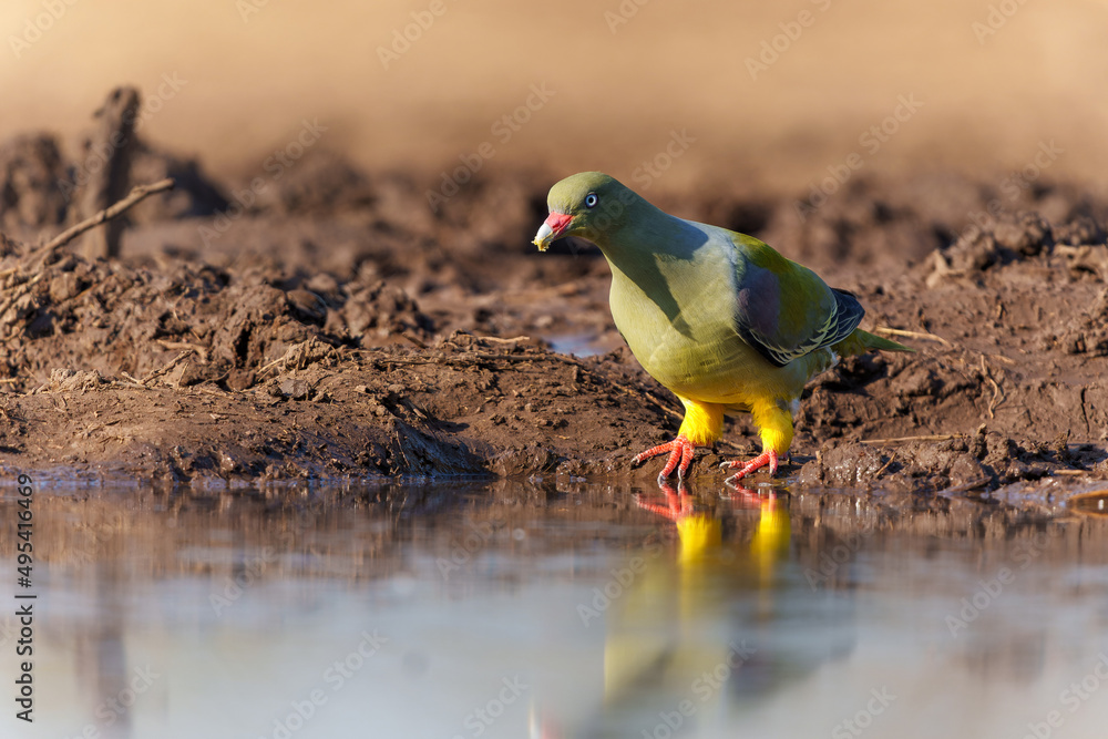 African green pigeon (Treron calvus) coming to a waterhole for a drink ...