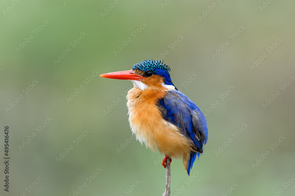 Malachite kingfisher (Corythornis cristatus) fishes from a reed near ...