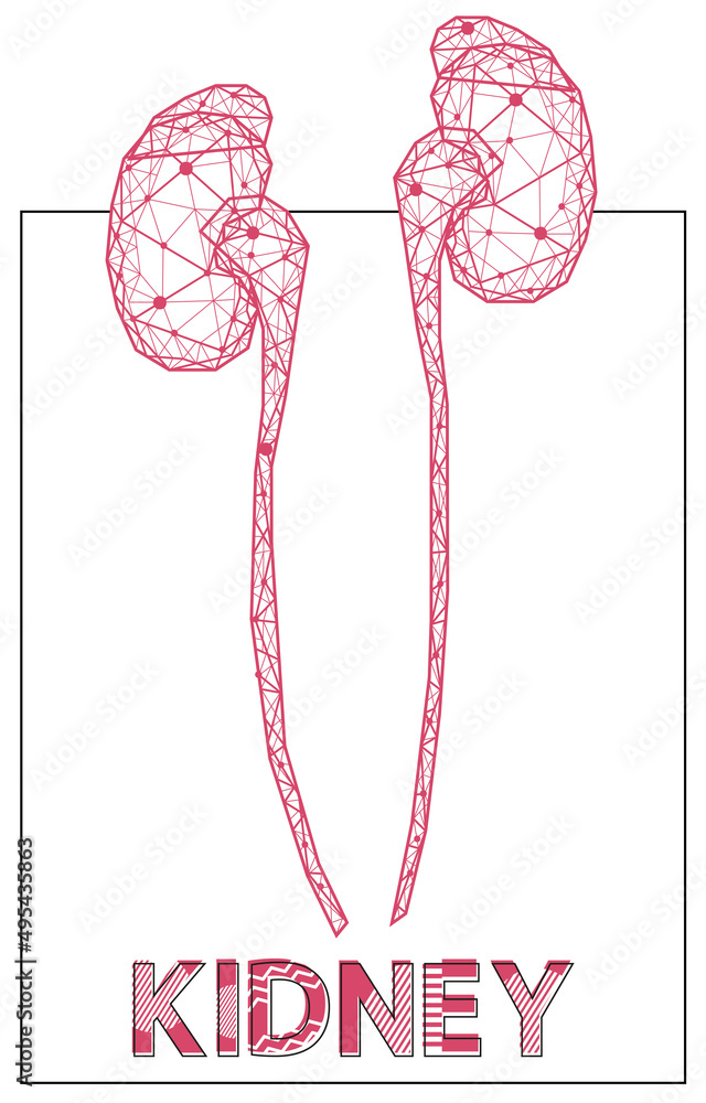 Polygonal human kidneys made of red lines and dots. Medical research of ...