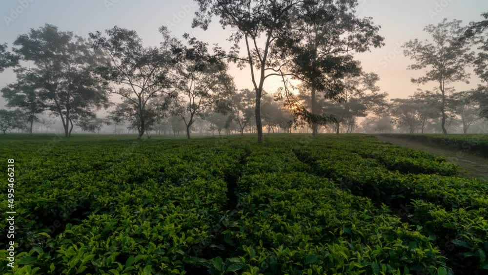 This timelapse captures the tea gardens of Assam over a stretch of land ...