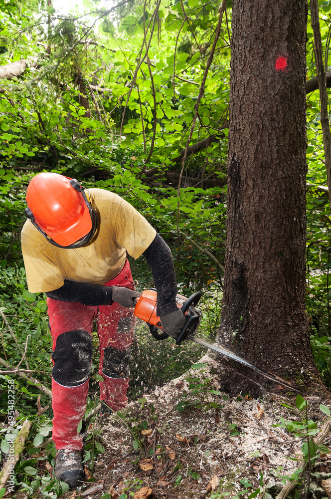 Forestry worker using a chainsaw to cut down a spruce tree marked for ...