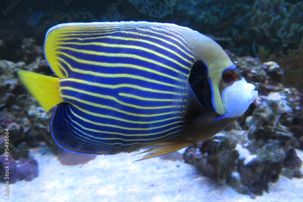 Emperor angelfish, Pomacanthus imperator, marine angelfish, tropical ...