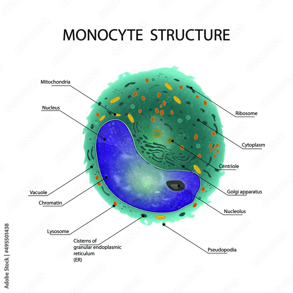 Monocyte structure. Monocyte anatomy.Cell of the immune system. Stock Vector | Adobe Stock