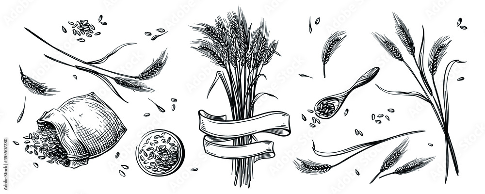 Wheat and grains hand drawn. Vector illustration. Grain in a bag. Great ...