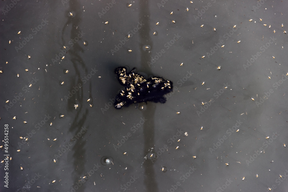 Garbage pit, cesspool and lot of flies (disease vectors) on dirty water ...