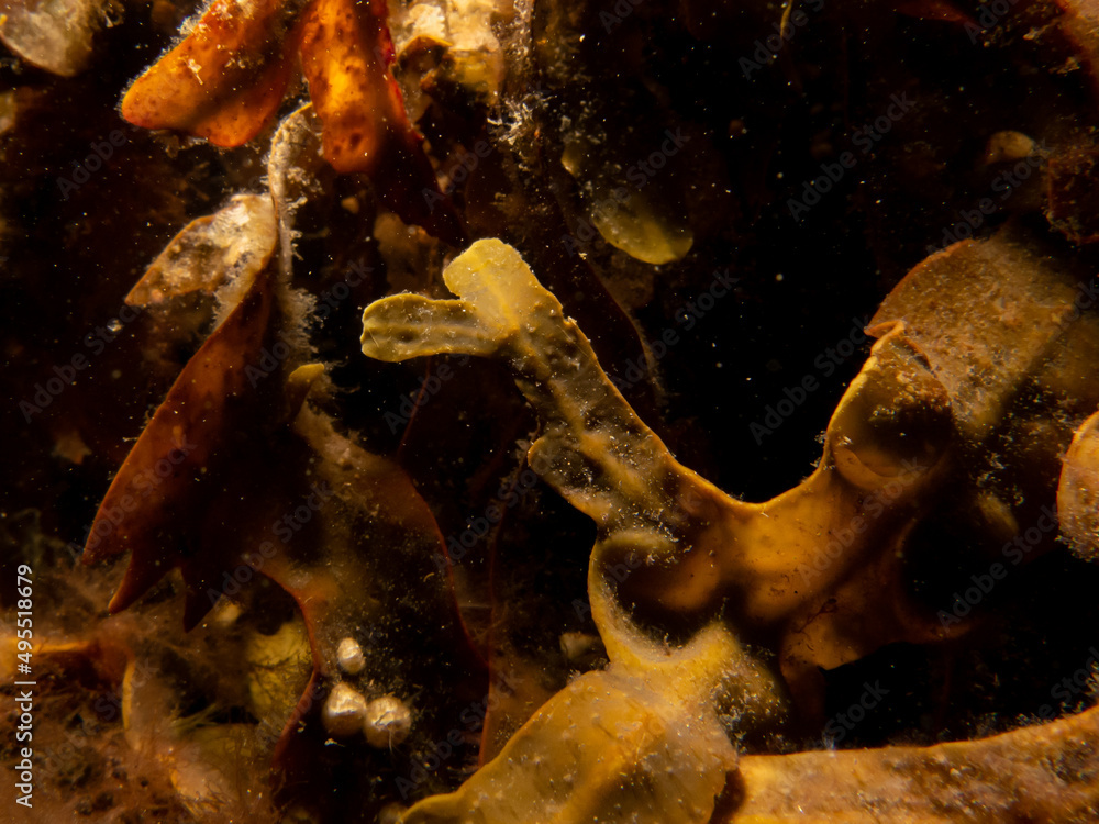 Closeup of Fucus vesiculosus, common names bladderwrack, black tang ...