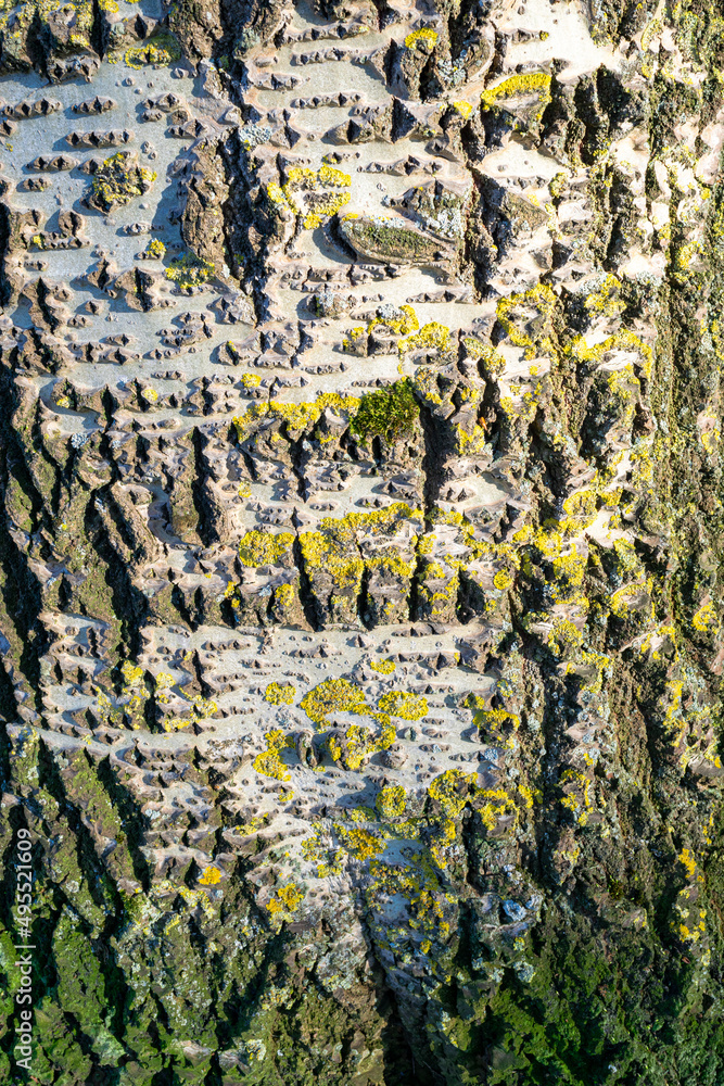 Detailed image of algae on the trunk of an Aspen tree, creating a ...