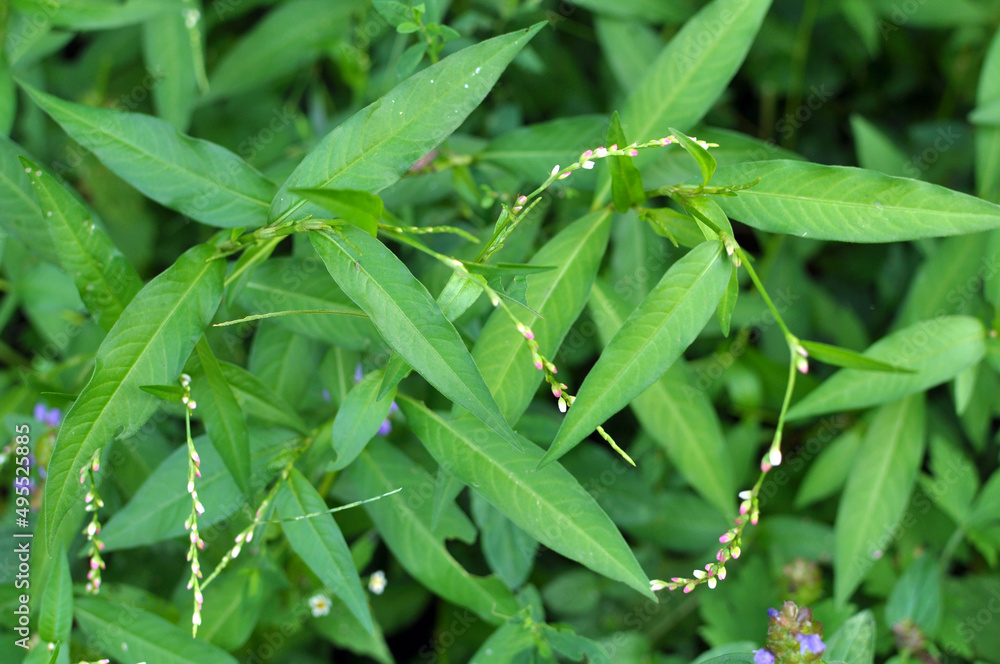 Persicaria hydropiper grows in the wild Stock Photo | Adobe Stock