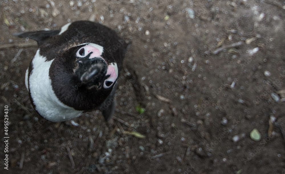 Pinguino Stock Photo | Adobe Stock
