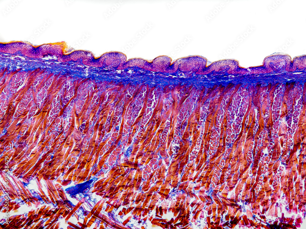 cat tongue cross section under the microscope showing foliate papillae ...
