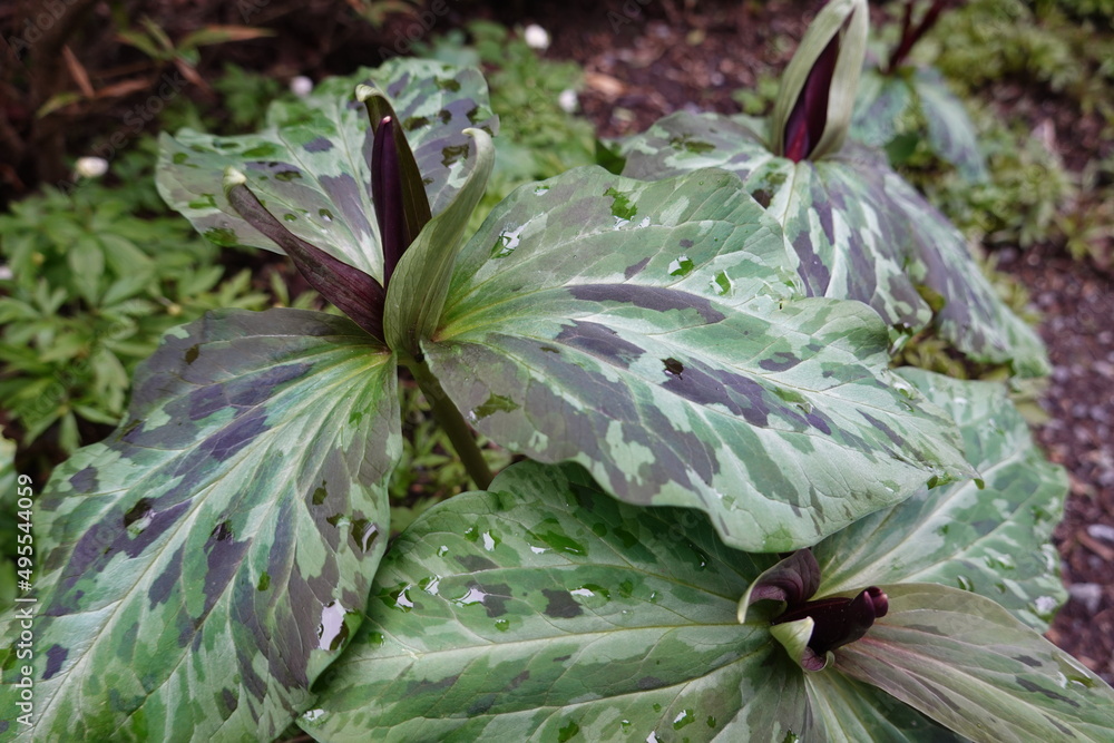 Trillium sessile (Toadshade) is a clump-forming rhizomatous perennial ...