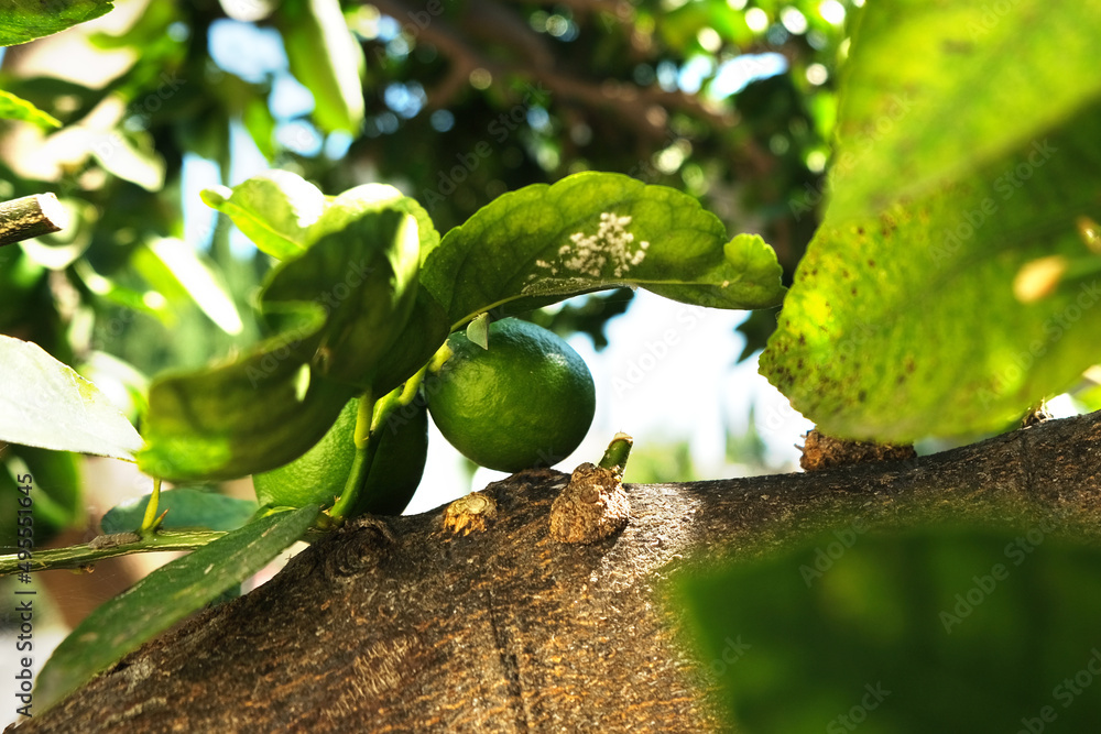 Diseases in citrus trees. leaf curl disease. Fungal, Aphids on the lemon leaves. Stock Photo ...
