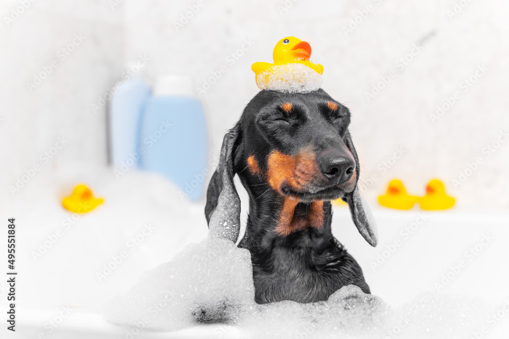 Portrait of a funny dachshund puppy with yellow rubber duck on head ...