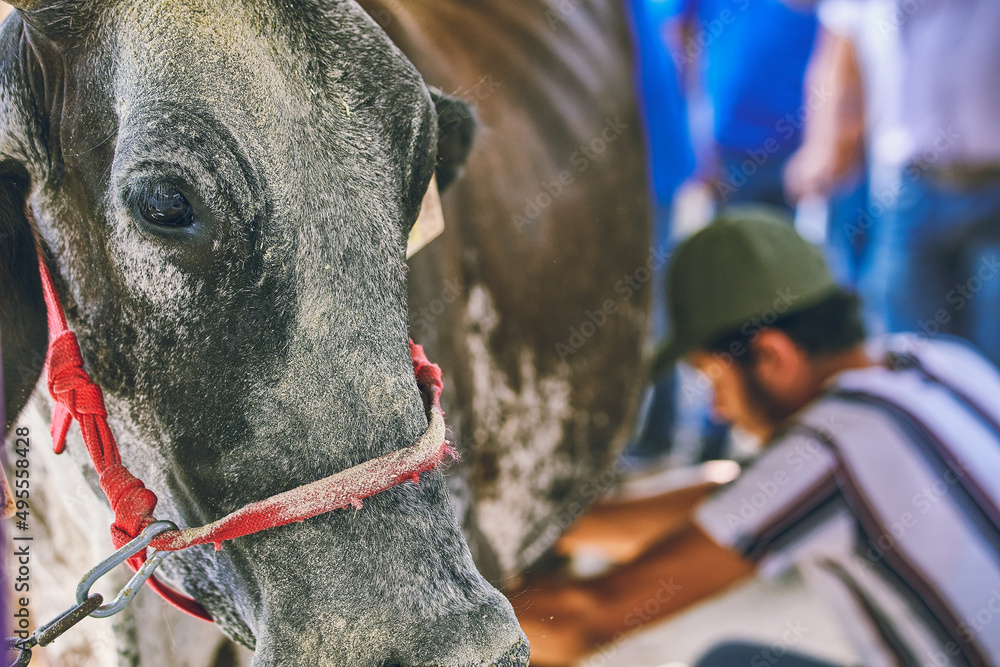 calf eating. Beef cattle on the farm. Milked cows, latin farmer milking ...