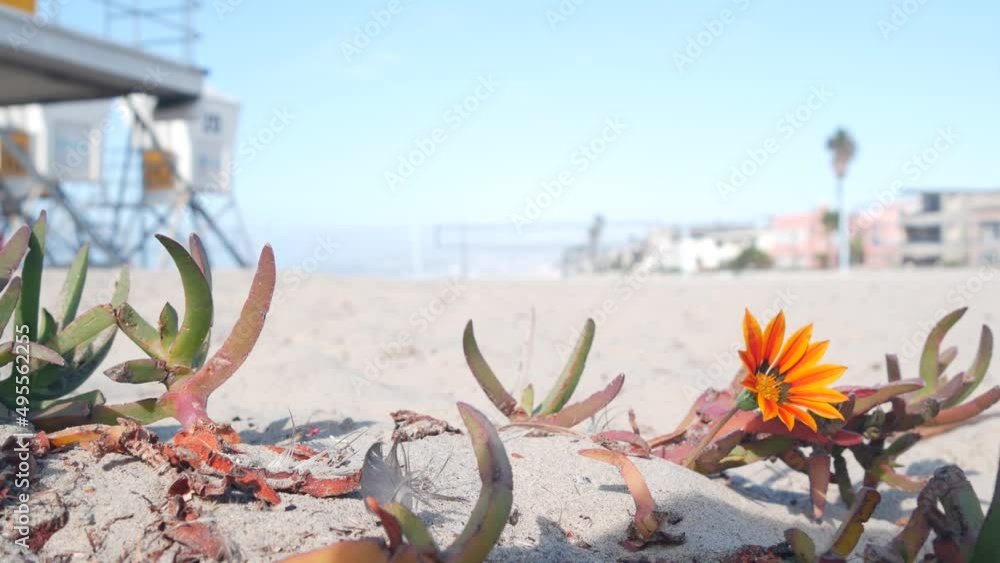 Lifeguard stand and flower, life guard tower for surfing on California ...