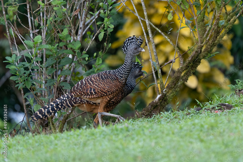 The great curassow (Crax rubra) is a large, pheasant-like bird from the ...