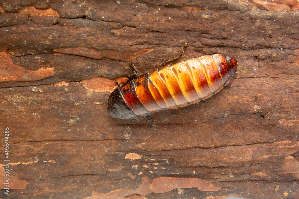 big tropical cockroach Female of Gromphadorhina portentosa , one of the ...