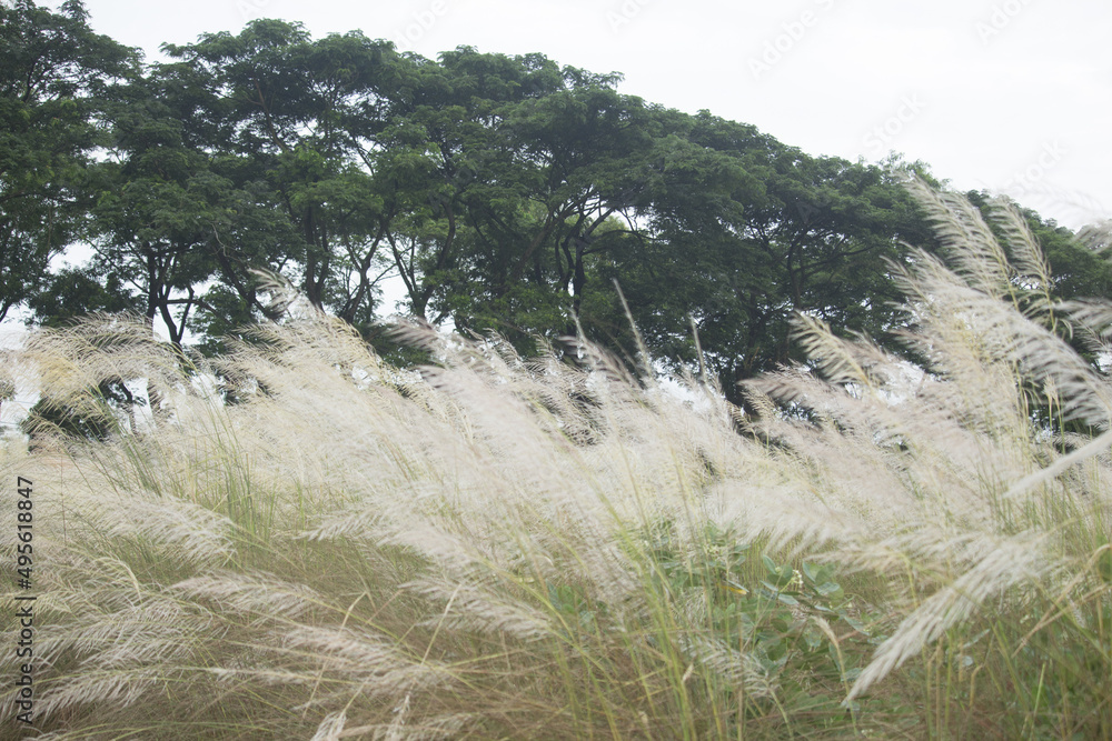 Beautiful cashew garden in the middle of nature Stock Photo | Adobe Stock